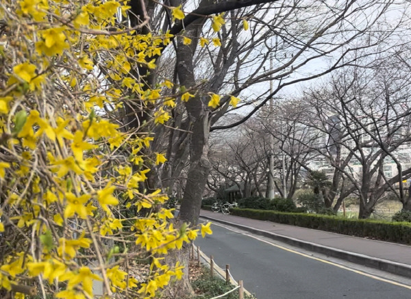 60초 뉴스 부산 ‘벚꽃 얼마나 폈나이미 만개한 곳도 있어