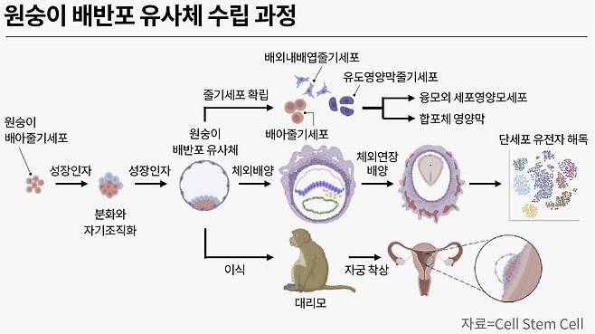 사이언스샷 원숭이 인공수정란 개발 대리모 임신까지 성공