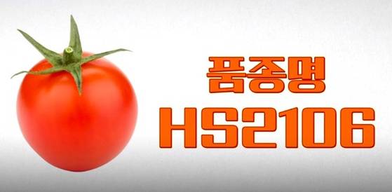 Hs2106 품종 방울토마토가 문제 농식품부 해당 품종 모두 폐기