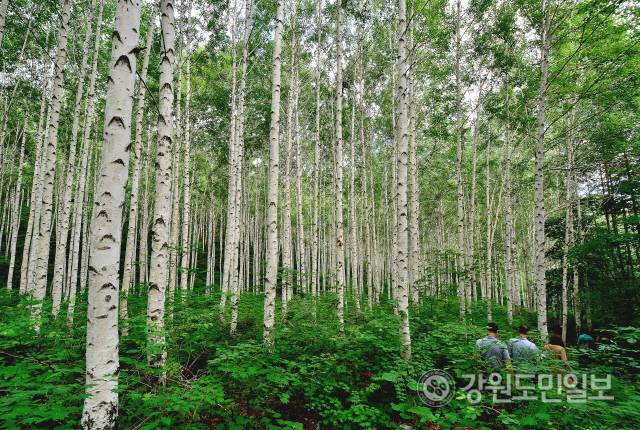 전국 명품숲길 인제 자작나무 숲 5월 3일 개방