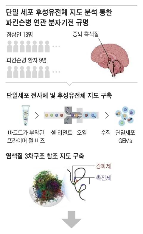 카이스트 세계 최초 ‘파킨슨병 3차원 게놈 지도 구축