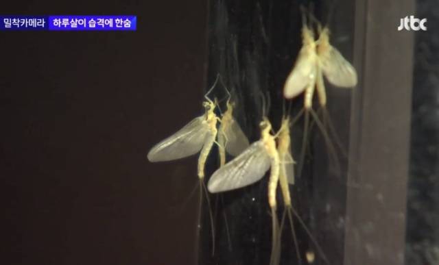 한강도 야구장도 ‘파라락하루살이 떼에 시민들 기겁