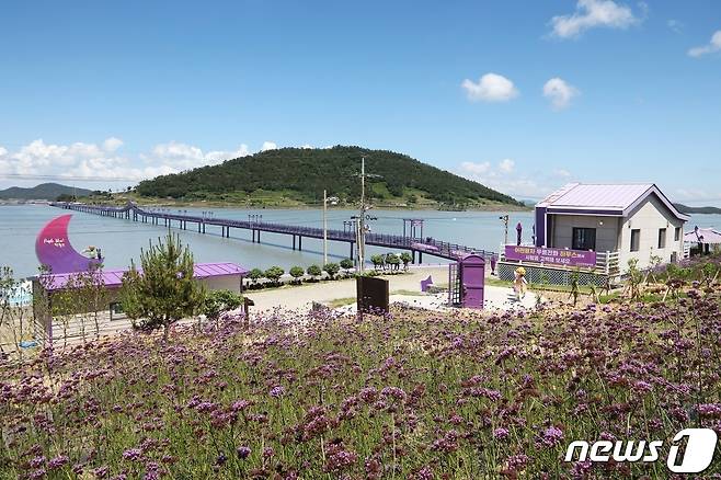 퍼플섬 신안 안좌도 보랏빛 버들마편초꽃 장관