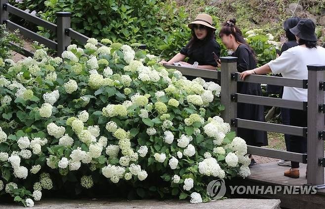 초여름 주말 어디 가볼까김해 수안마을 수국축제가 딱