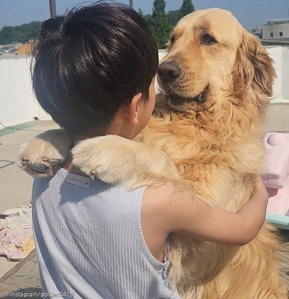 하룻밤 떨어져 있었을 뿐인데애틋한 표정으로 안아주는 리트리버 보고 싶었다개 노트펫