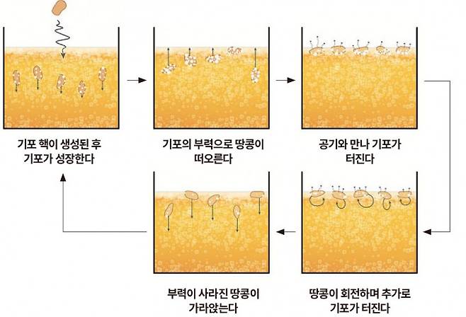 땅콩이 맥주 속에서 ‘춤추는 이유