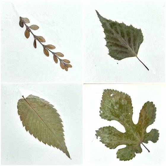 소년중앙 척 보니 깃꼴겹잎에 전연이네 분류법 알면 나뭇잎 박사