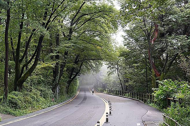 사진 남산 성곽길 산책로 이렇게 좋았나