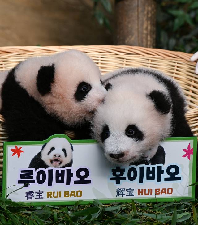 푸바오 쌍둥이 동생 ‘루이바오 후이바오 최초 공개
