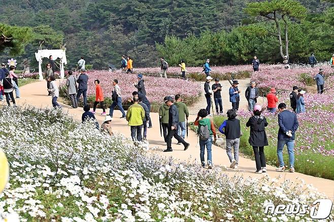 정읍 구절초 축제 30만명 다녀가가을 대표 축제 자리매김
