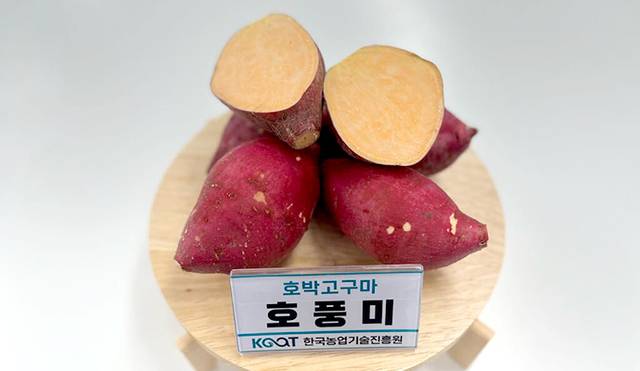 고구마 바이러스병 걱정 없는 무병묘로 재배하세요”
