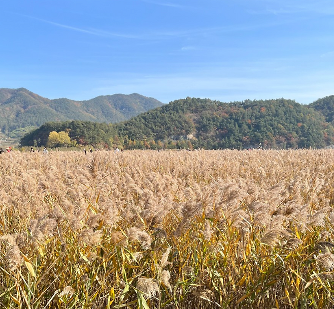 갈대밭 말고 뭐보지 순천 가을 여행 관광명소 총 집합 여행