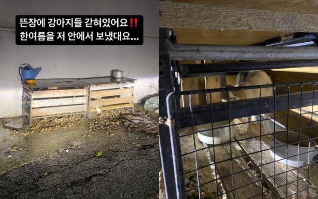 방치도 학대 이젠 법적으로도 인정될까