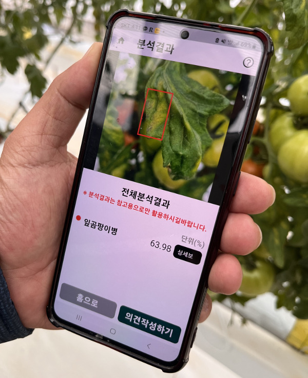 노란색 토마토 잎 촬영하자 ‘곰팡이병 64 진단
