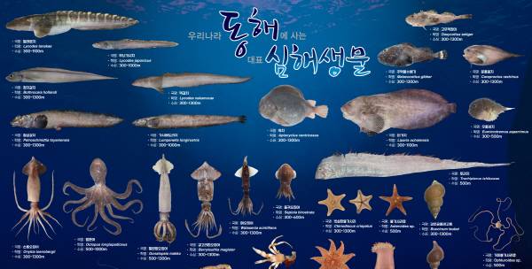무늬가시치 물메기 등 동해 심해생물 수심 1300m까지 산다