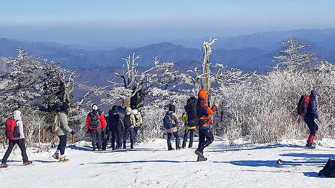 포토타임 상고대 만개한 태백산국립공원 눈꽃 산행 즐기는 시민들7일은 중부지역 낮에도 영하권 추위 이어져