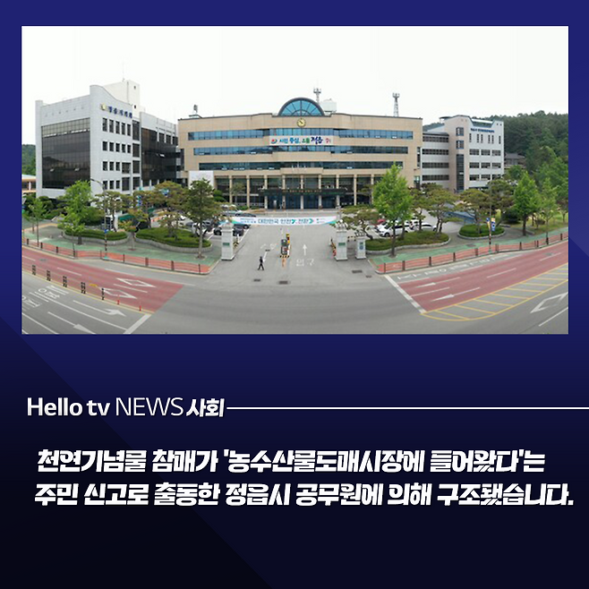 날지 못하는 천연기념물 참매 구조 지역연구소 지랩