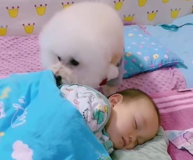 잠든 아기 혹시 감기 걸릴까봐 걱정돼 이불 덮어주고 방불까지 꺼준 천사 강아지 애니멀 플래닛