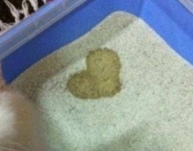 자기 화장실 들어가서 볼일 보고 하트 쉬야로 집사에게 사랑 고백하는 고양이 애니멀 플래닛