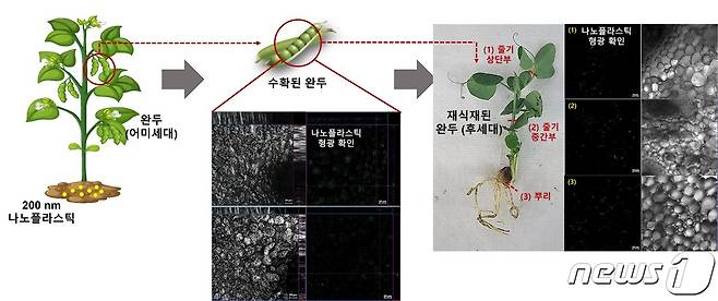 완두 토양서 흡수한 미세·나노플라스틱 열매 통해 다음 세대에 전달”