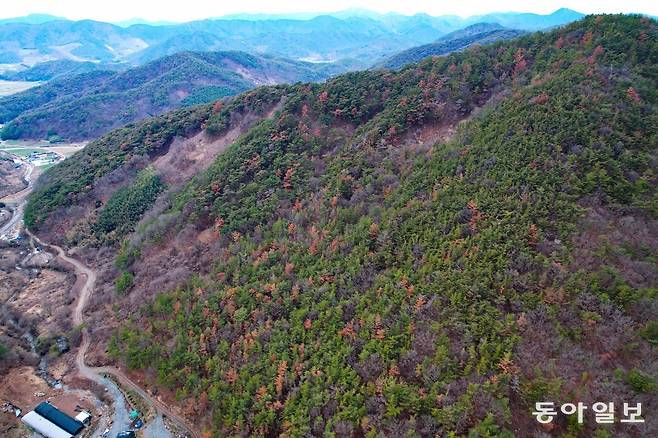 단독 ‘소나무 암 재선충병 2년새 3배로
