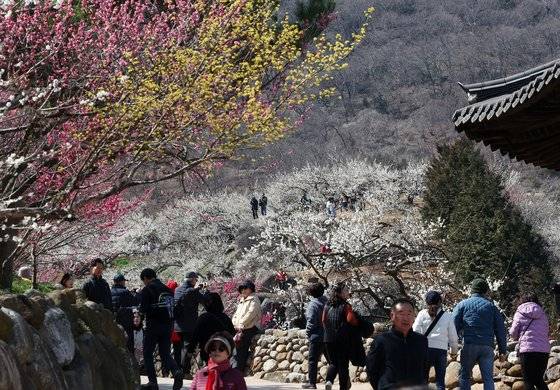광양매화축제 유료화 전환올부터 ‘교통지옥 벗어날까