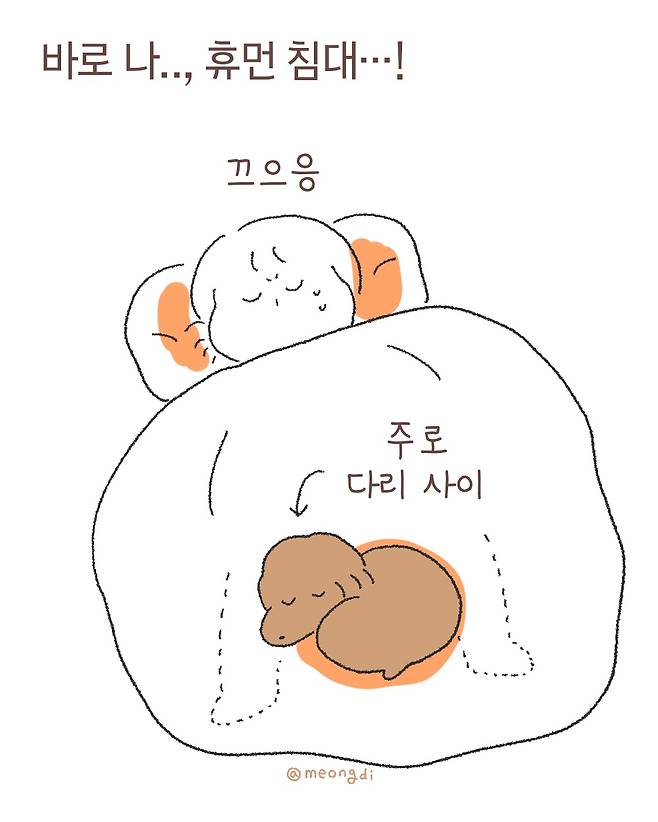 아기가 무서울까 봐 같이 자주는 강아지 키니일기