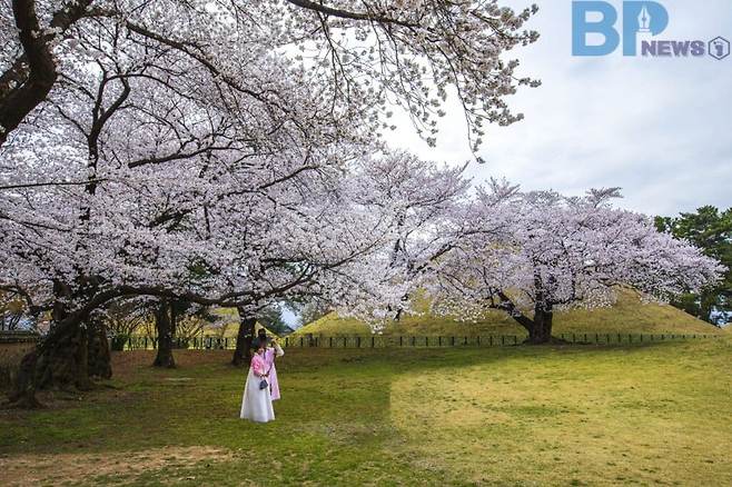 3월 이 곳을 빼고 벚꽃을 이야기 할 수 없지 벚꽃 좋아하면 꼭 가봐야하는 여행지 여행탐구