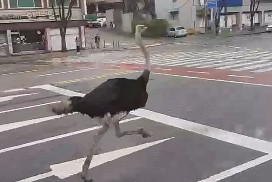 타조가 성남 도로 한복판 달렸다한시간 만에 끝난 탈출 소동