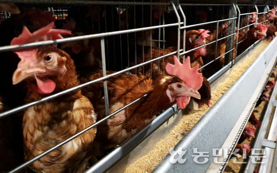 산란계 사육면적 확대땐 달걀값 최대 57 상승”