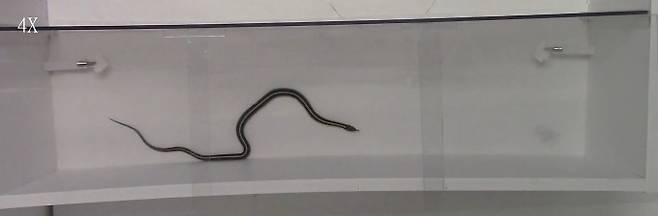 냄새로 거울 테스트 통과한 뱀