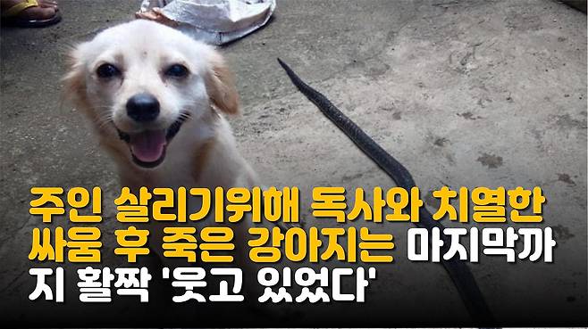 코끼리 실물 보고 너무 좋아 사진 찍으려 스마트폰 드는 순간 코 싸대기 맞은 여학생 애니멀 플래닛