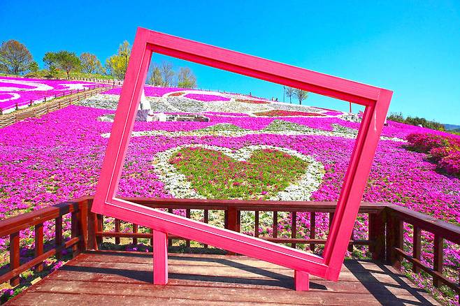 꽃잔디 카펫 수놓은 산청 생초면꽃잔디 축제