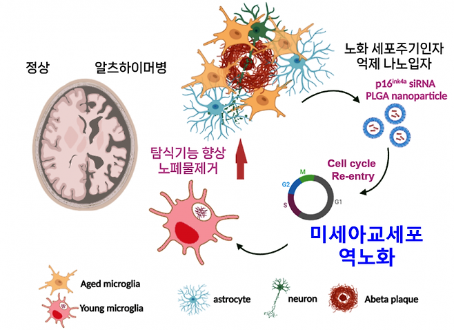 뇌세포 젊게 만들어 치매 치료 경희대 충남대 공동연구