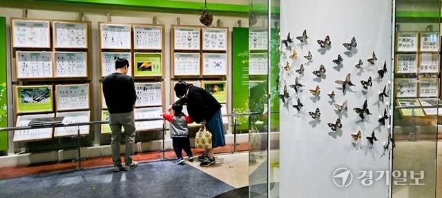 2024 경기도 박물관·미술관 다시보기 3 양평곤충박물관