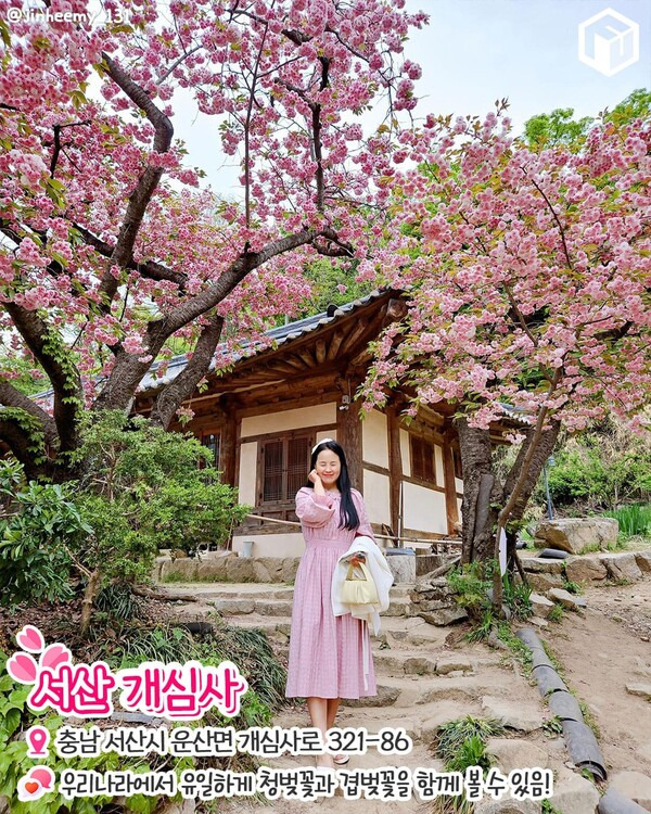 2024 겹벚꽃 명소 추천 Best8 겹벚꽃 개화시기 여행톡톡