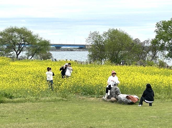 사진 벚꽃 다음엔 이 꽃 삽교천 주변 온통 노란색