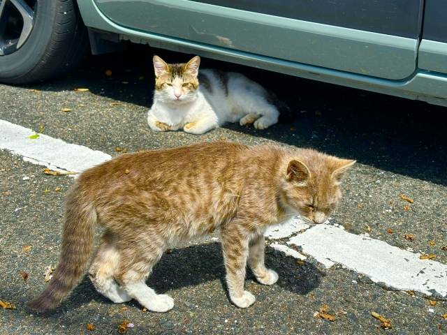 이웃냥과 싸우지 않기 위해 냥들이 꼭 지키는 암묵적 규칙 5 캣랩