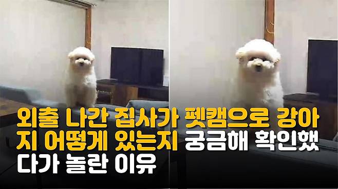 아내가 자기 자리에 누워서 자자 앞발로 밀어내고 눕는 남편 호랑이의 반전 백허그 애니멀 플래닛