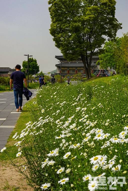 포토친구 유채꽃 화사한 송현광장