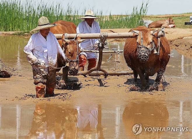 겨릿소 써레질 시연