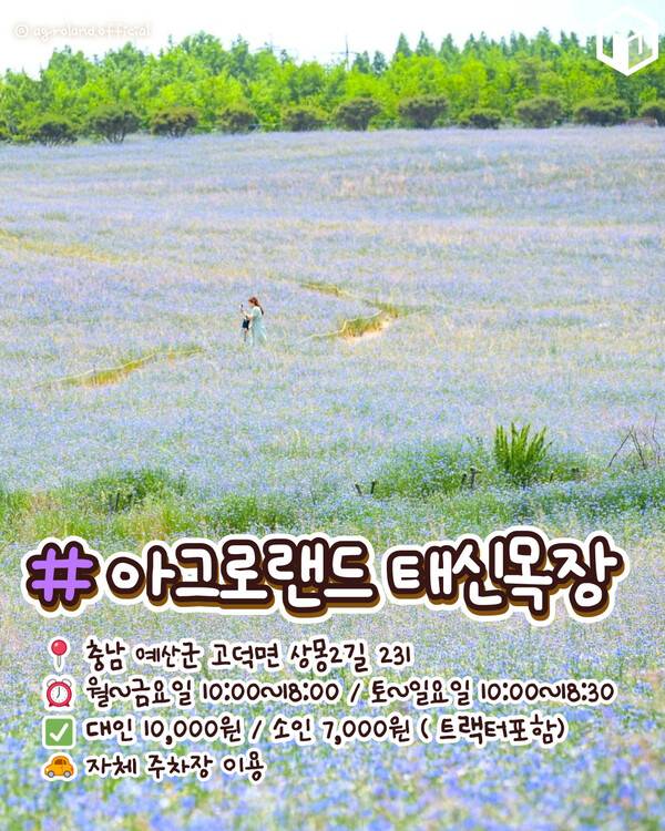 셀프웨딩의 성지 당진 아그로랜드 태신목장 수레국화 여행톡톡