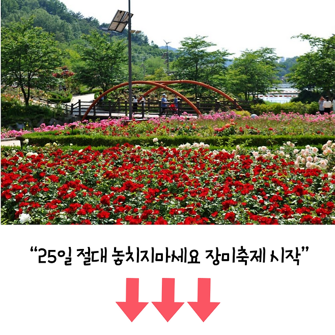 하늘색 꽃 물결을 국내에서도 감상할 수 있네 곧 볼 수 있는 네모필라 여행지 여행탐구