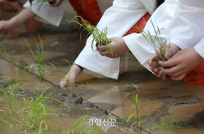 ‘고사리 손으로 도심 모내기 체험 정동길 옆 사진관