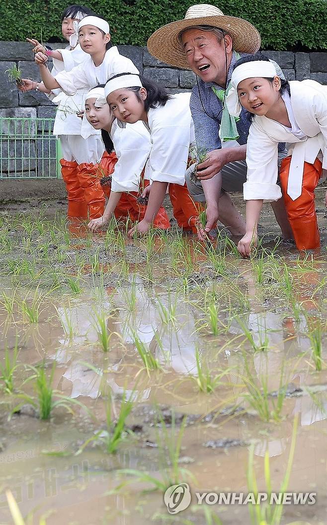 강호동 농협중앙회장 어린이들과 전통 모내기 체험