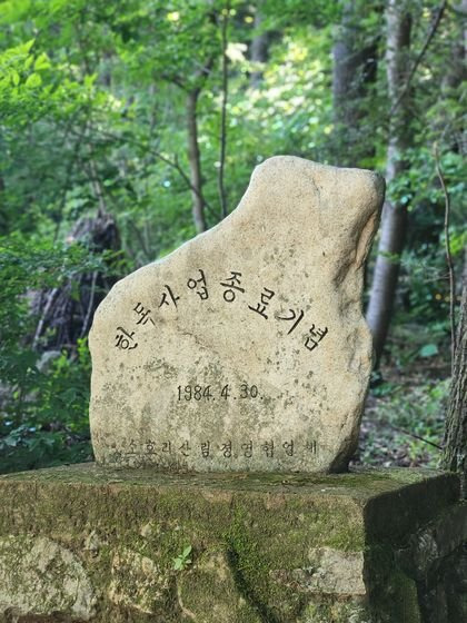 나무 한그루는 벤츠 한대값소호리 참나무숲 탄생의 비밀