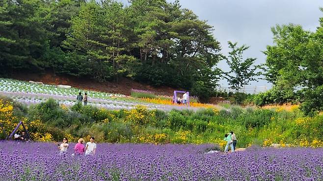 고창 청농원 라벤더의 보랏빛 꽃물결 출렁
