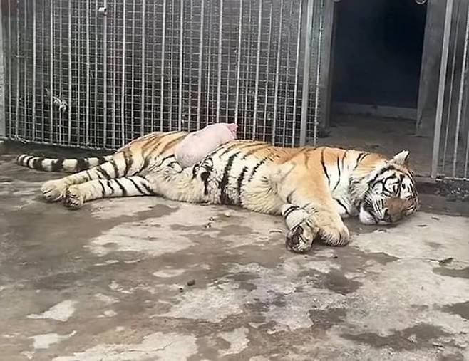 호랑이의 배가 폭신폭신하고 따뜻해서 좋은지 아무렇지 않게 올라가 잠든 새끼 돼지 애니멀 플래닛