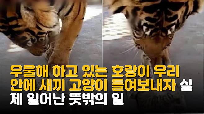 호랑이의 배가 폭신폭신하고 따뜻해서 좋은지 아무렇지 않게 올라가 잠든 새끼 돼지 애니멀 플래닛