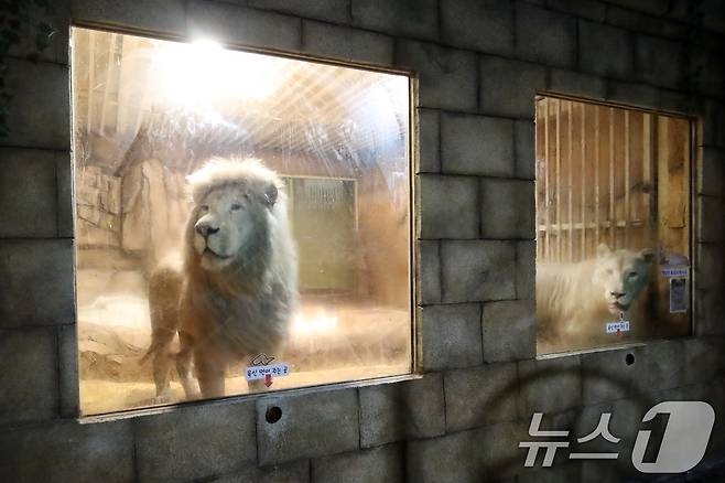 학대 논란 백사자 한 쌍 새 보금자리 찾아7년간 25평 실내서 지내